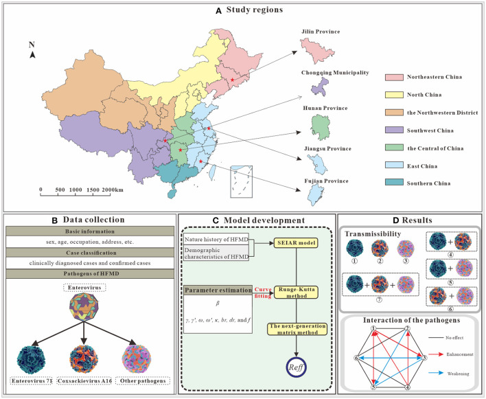 Study on the interaction between different pathogens of Hand, foot and ...